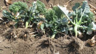 ブロッコリーのこぶ